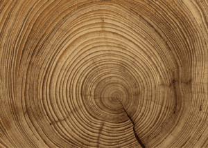 Math in nature 🌳 🔢 Discover the fascinating connection between numbers ...