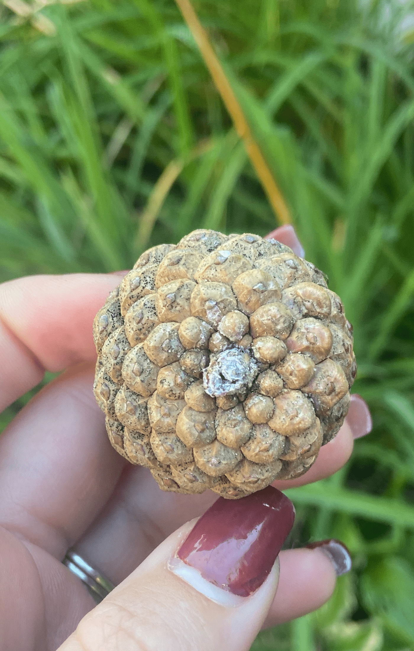 Math in nature 🌳 🔢 Discover the fascinating connection between numbers ...