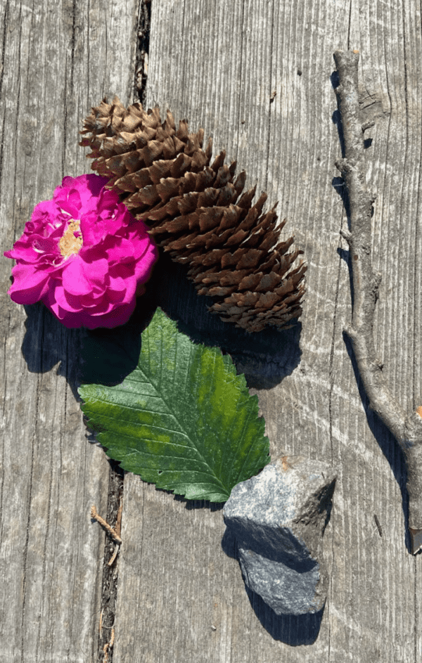 10 nature counting activities 🌿 🔢 Unlock the wonders of the outdoors ...