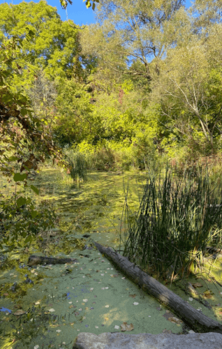 10 Nature counting activities for preschoolers - Mama's Must Haves